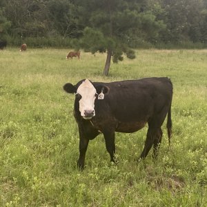 128463DB-E671-4888-BBF7-921B51DBD118.jpeg | CattleToday